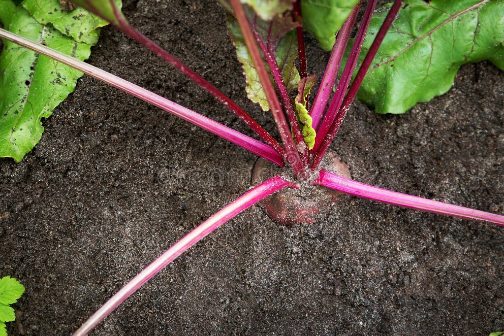 Beetroot in the ground stock photo. Image of closeup - 60654622