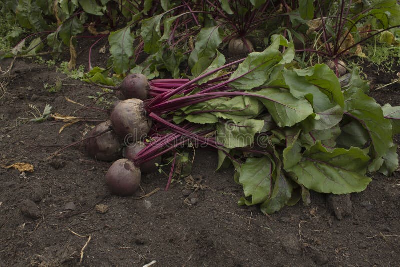 Beetroot on the ground stock image. Image of leaf, bush - 59640561