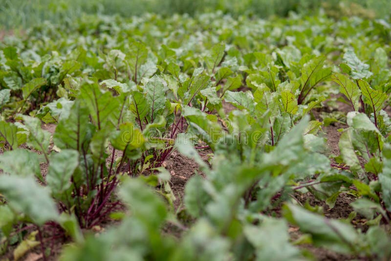 Beetroot field. stock photo. Image of green, environment - 20664196
