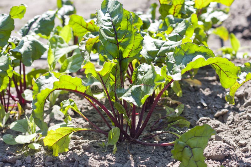 Beetroot Growing in the Garden Stock Photo - Image of fresh, diet: 32045094