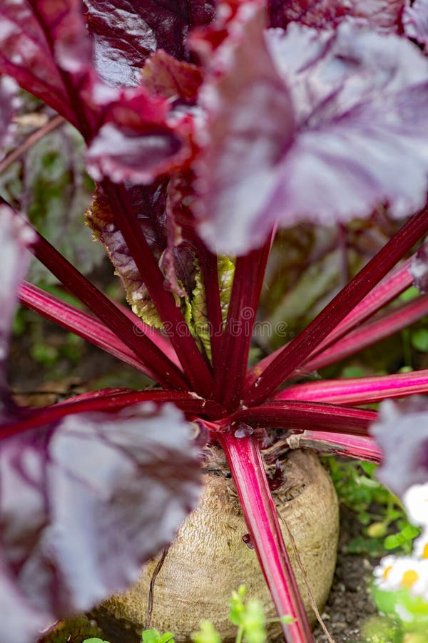 Beetroot Growing in the Garden Stock Image - Image of ground, homegrown ...