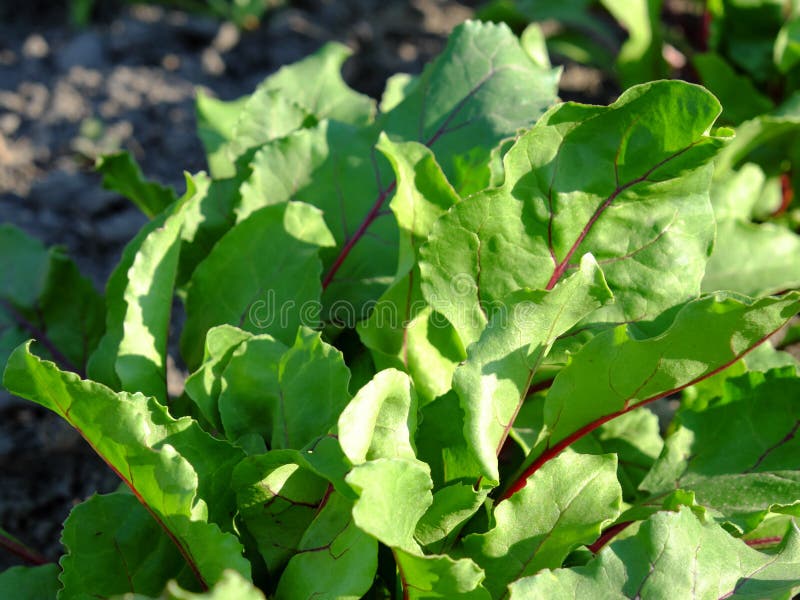 Beetroot Growing in the Garden. Lush Beet Tops Stock Photo - Image of ...