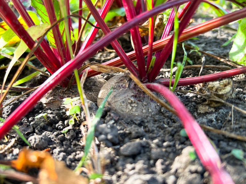 Beetroot Growing in the Ground with Red Stems Stock Image - Image of ...