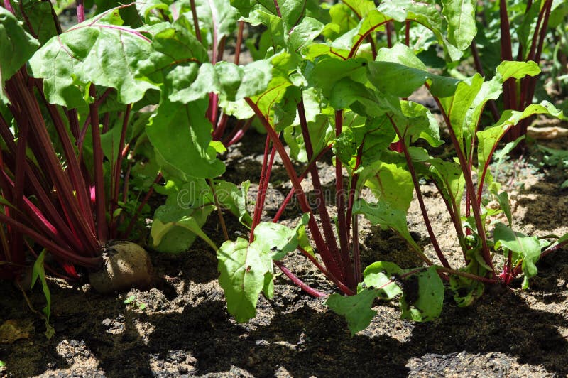 Beetroot Growing in Ground in a Vegetable Garden Stock Image - Image of ...