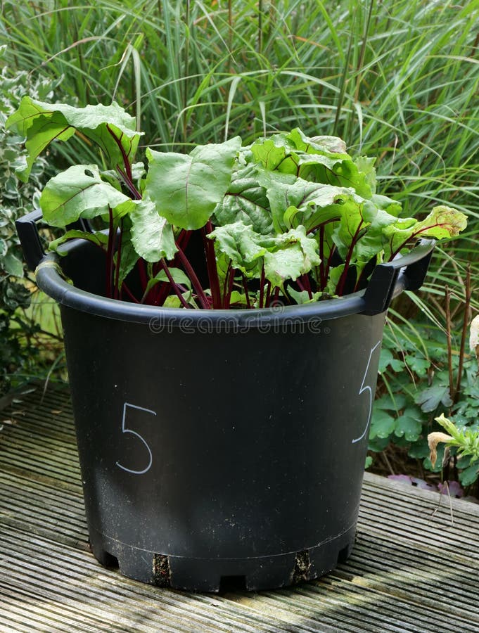 Beetroot Growing in Large Pot Editorial Photography - Image of yard ...
