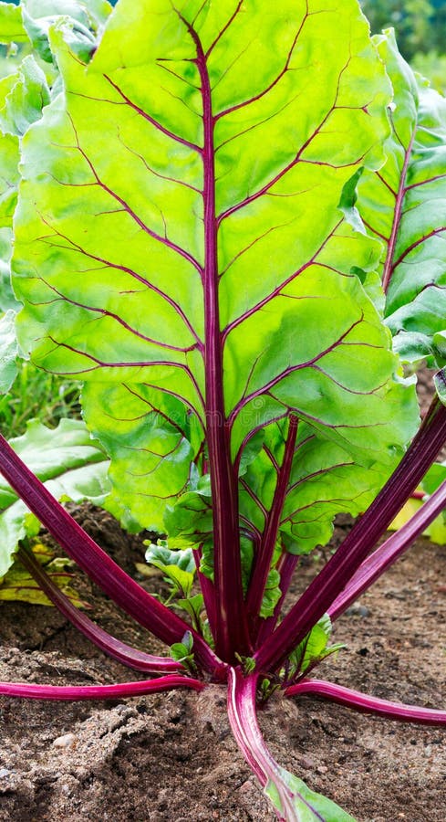 Beetroot Growing. Beetroot Leaf. Leaves of a Beet Plant. Stock Photo ...