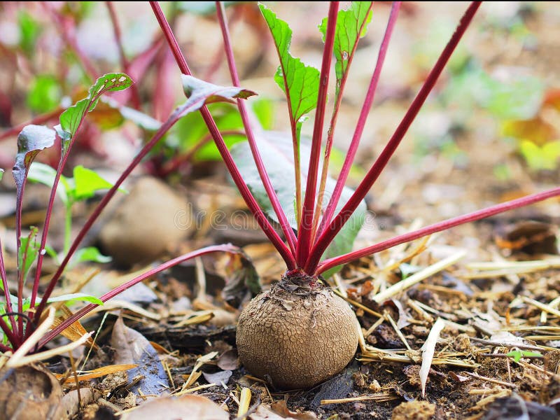 1,136 Beetroot Plantation Stock Photos - Free & Royalty-Free Stock ...