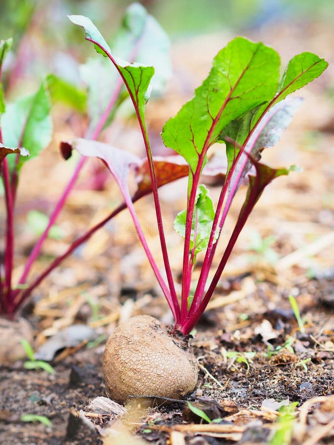 1,136 Beetroot Plantation Stock Photos - Free & Royalty-Free Stock ...