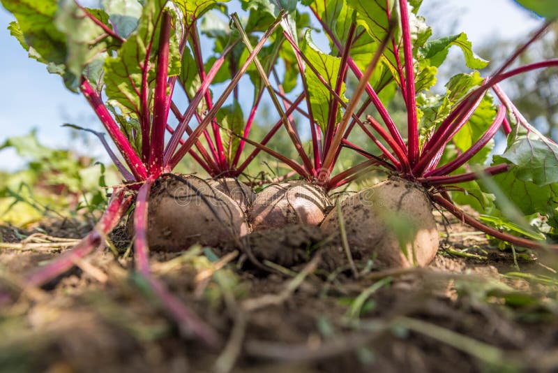 Beetroot stock image. Image of fresh, garden, nature - 10230021