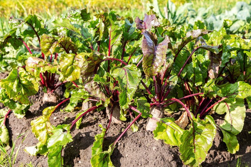Beetroot Growing at the Vegetable Garden Stock Image - Image of harvest ...