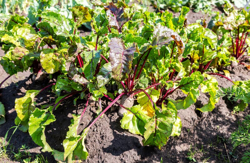 Beetroot Growing at the Vegetable Garden Stock Image - Image of farming ...