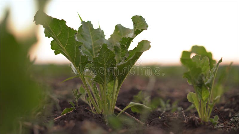 Beetroot Grows in the Field. Fields with Beets Stock Image - Image of ...