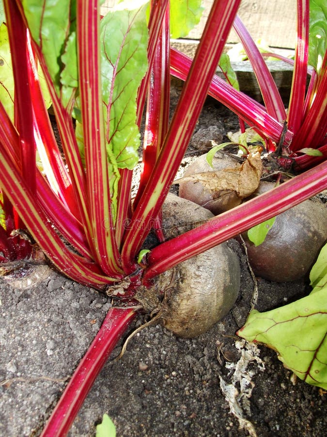 Growing Beetroot on the Vegetable Bed. Beetroot Grows in the Soil in ...