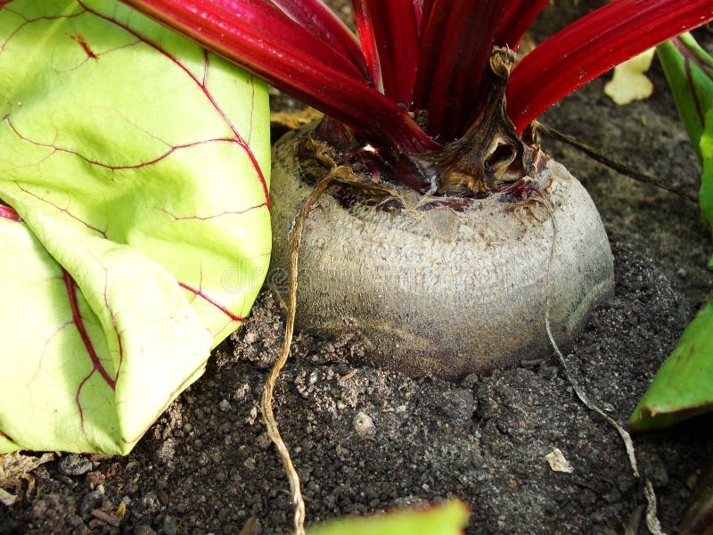 Growing Beetroot on the Vegetable Bed. Beetroot Grows in the Soil in ...