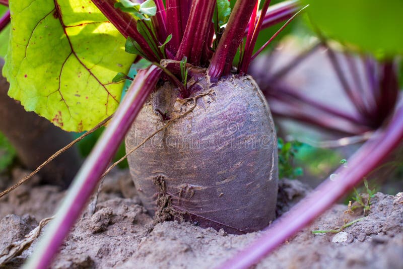 Beetroot Grows in the Ground Stock Photo - Image of grow, garden: 237651946