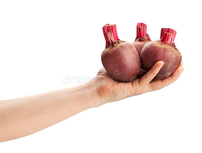 Beetroot in hand stock photo. Image of tasty, vivid - 285966870