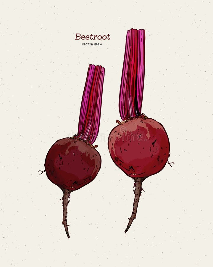 Beetroot, Hand Draw Sketch Vector Stock Vector - Illustration of draw ...
