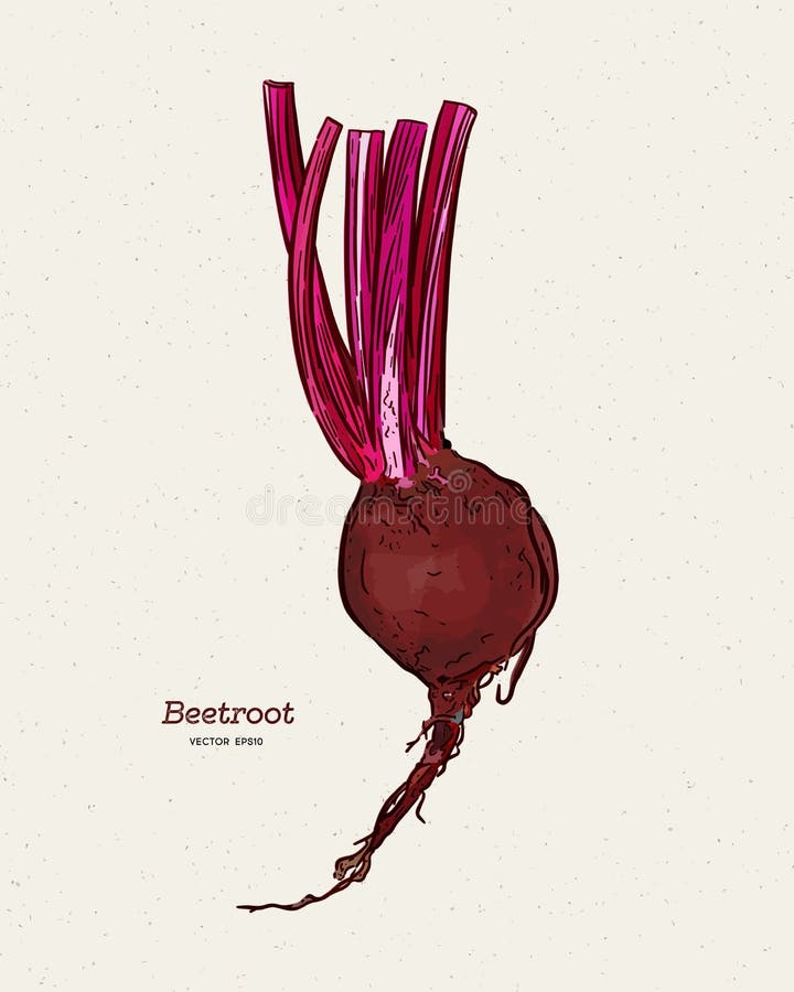 Beetroot, Hand Draw Sketch Vector Stock Vector - Illustration of draw ...
