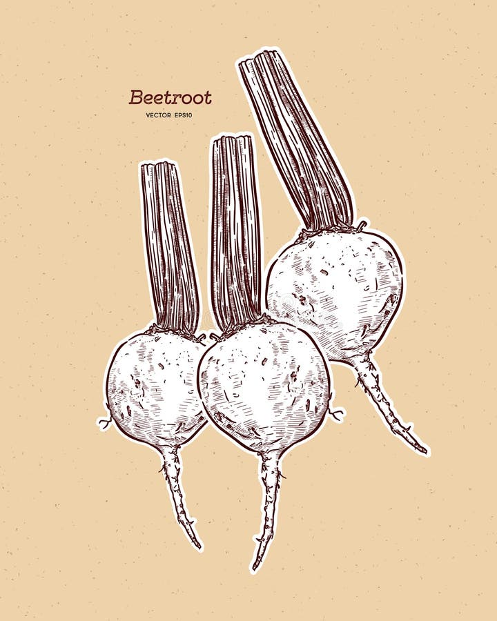 Beetroot, Hand Draw Sketch Vector Stock Vector - Illustration of draw ...
