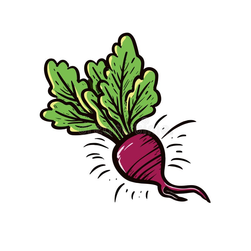 Beetroot Hand-drawn Illustration. Beetroot. Vector Doodle Style Cartoon ...