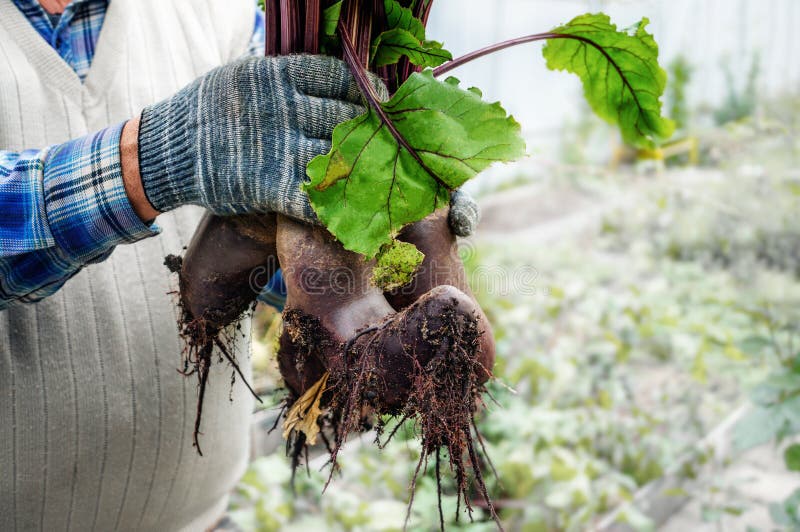 Beetroot in the Hands of a Farmer. Large Deformed Beetroot in a Bundle ...