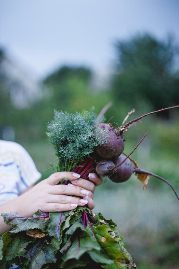 Beetroot in the Hands of the Garden Stock Photo - Image of diet, autumn ...