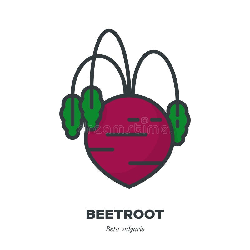 Beetroot Icon, Filled Outline Style Vector Stock Vector - Illustration ...