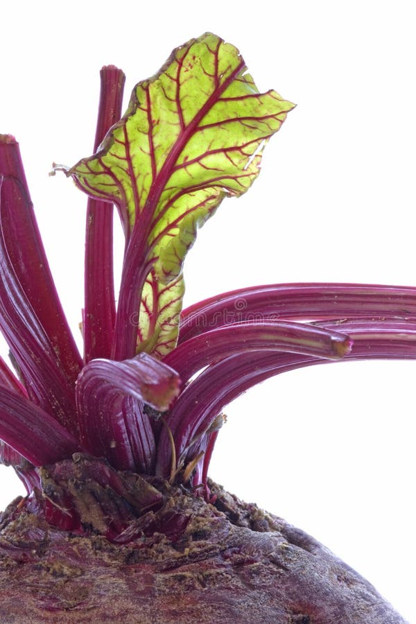 Beetroot Isolated stock image. Image of closeup, nature - 6182359