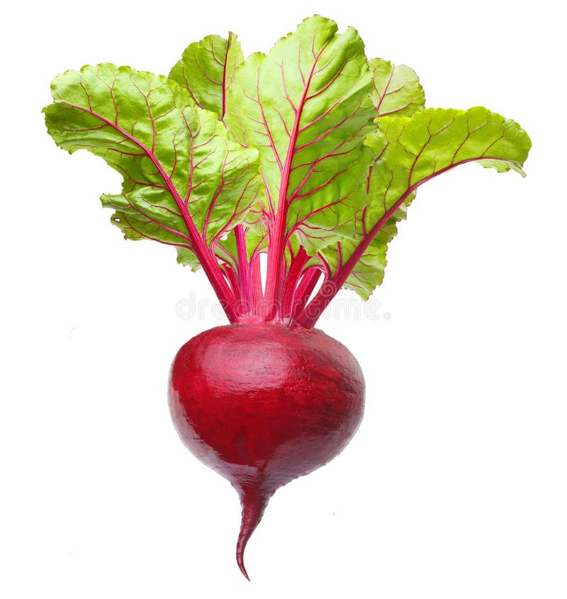 Beetroot isolated stock image. Image of single, ripe - 59329789