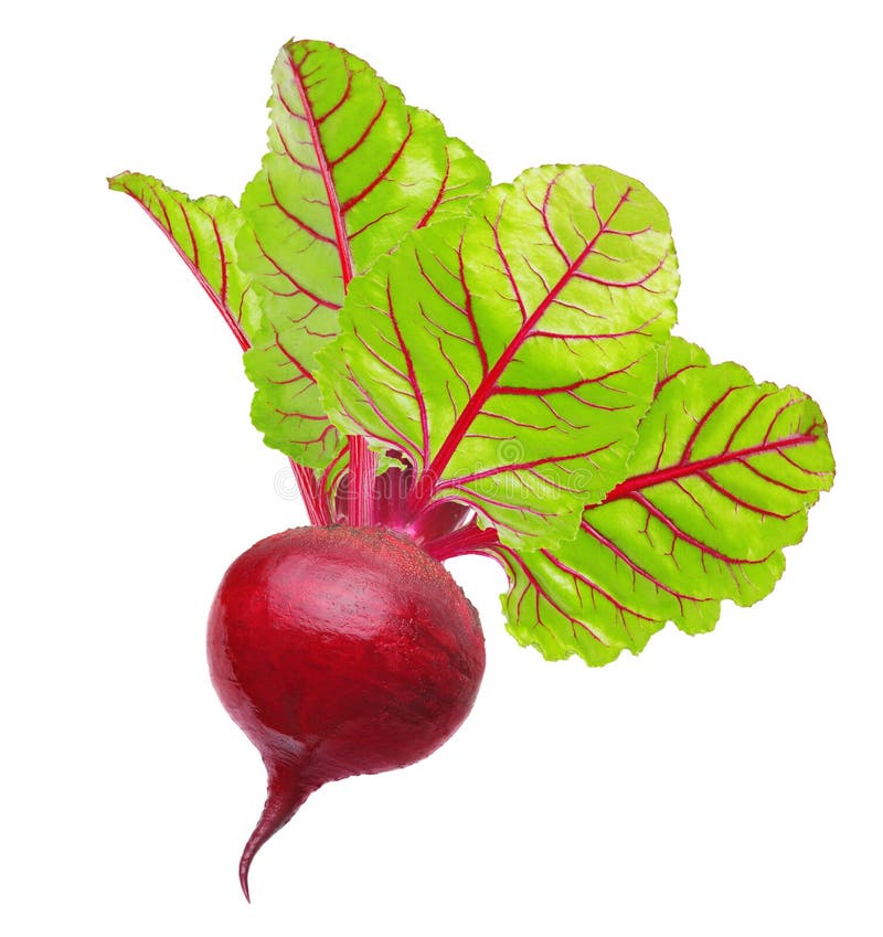 Beetroot isolated stock image. Image of single, ripe - 59329789