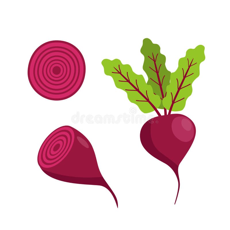 Beetroot With Leaves And Beets In The Cut Cartoon Vector Illustration