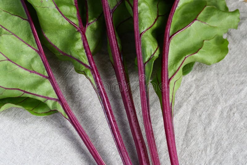 Beetroot leaves stock image. Image of roots, green, soup - 95880989