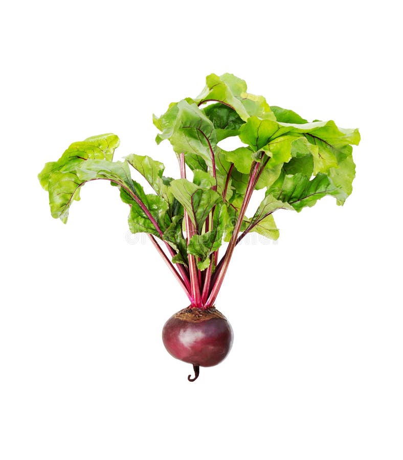 Beetroot with Leaves, Fresh Whole Beet Isolated Stock Photo - Image of ...
