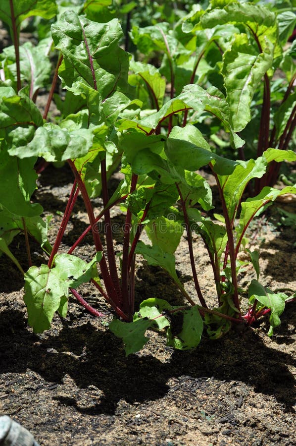 Beetroot Leaves Growing in a Home Vegetable Garden Stock Image - Image ...