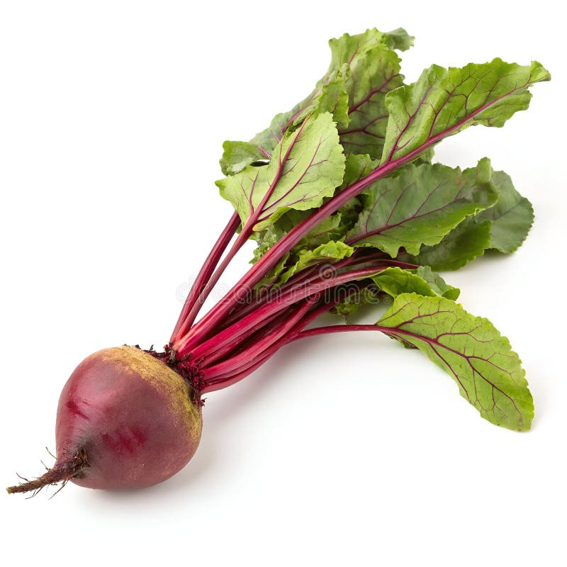 Beetroot with Leaves Isolated on White Background Stock Illustration ...