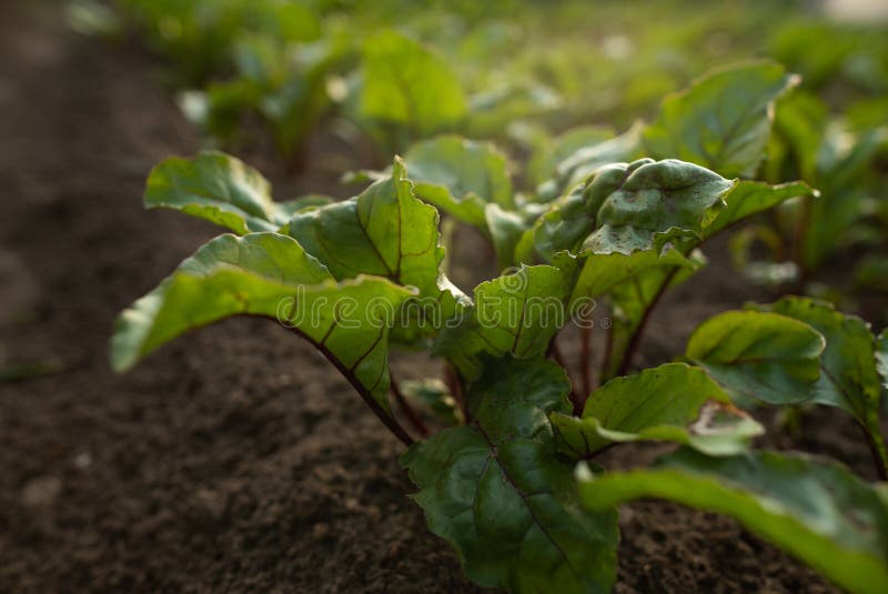 Beetroot Leaves in the Light of Sunset in the Garden Stock Image ...