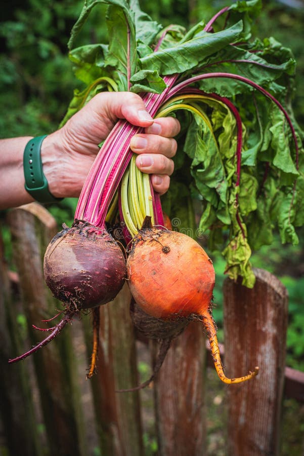 Beetroot in man s hands. stock image. Image of shrub - 290366467