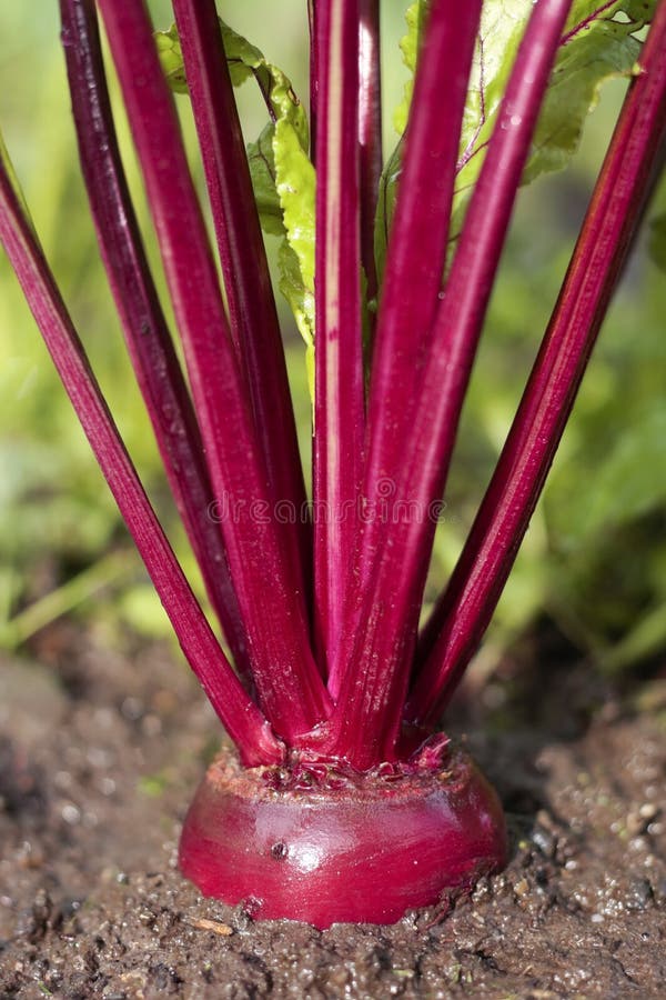 Beetroot plant stock photo. Image of beetroot, organic - 6670902