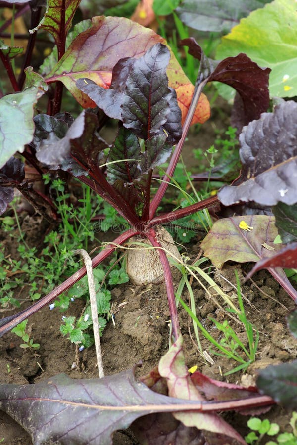 Beetroot plant stock photo. Image of beetroot, organic - 6670902