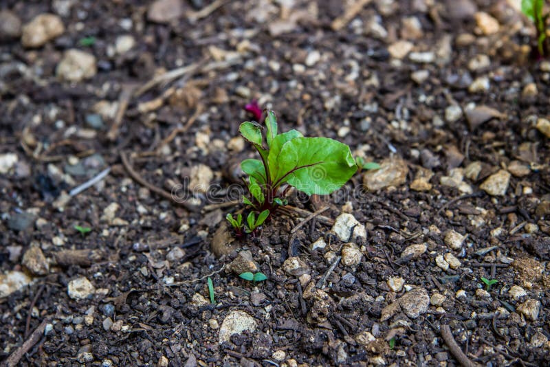 Beetroot Plant Growing in a Garden Stock Photo - Image of plant ...