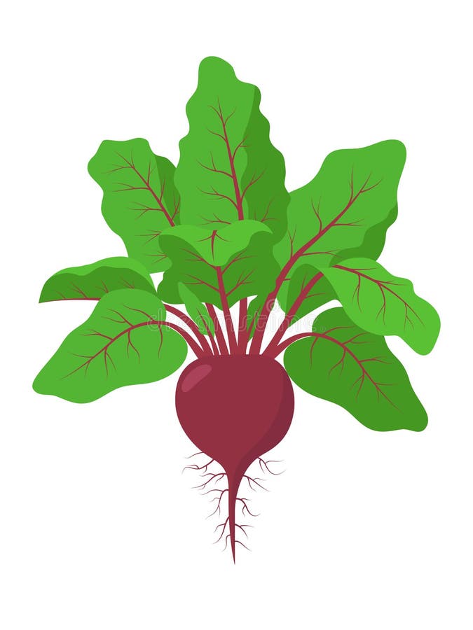 Beetroot Plant Growth Stages Infographic Elements. Growing Process of ...