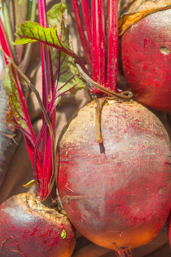 Beetroot Plant stock photo. Image of agriculture, diet - 98074804