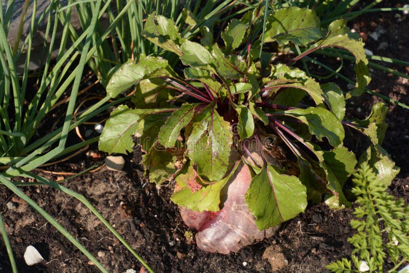 Beetroot Plant on the Stem before Harvesting in the Sandy Soil Stock ...