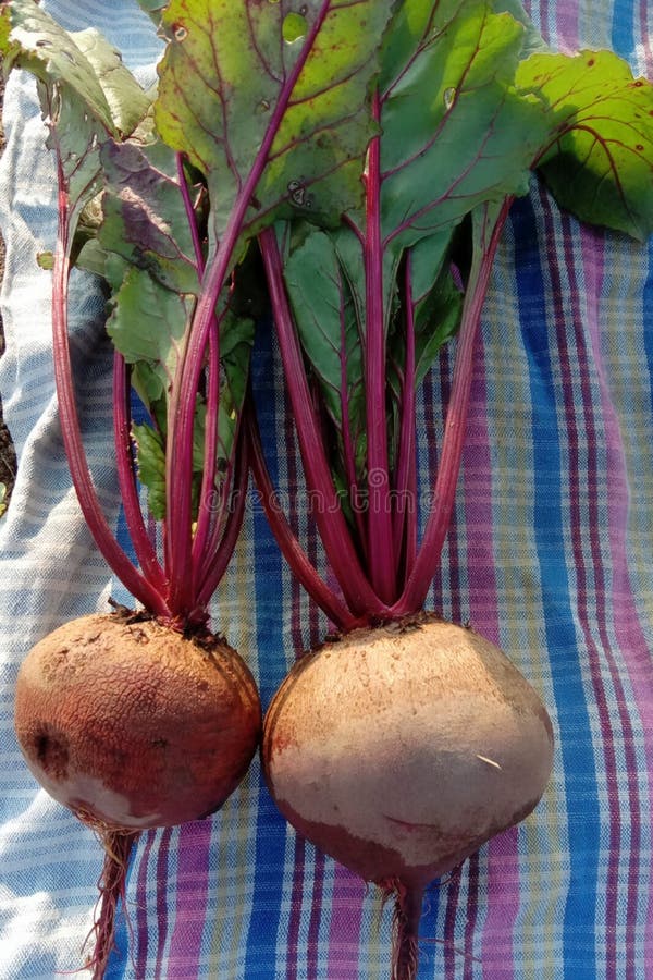 Beetroot Plant on the Table Stock Image - Image of flower, tree: 244492701