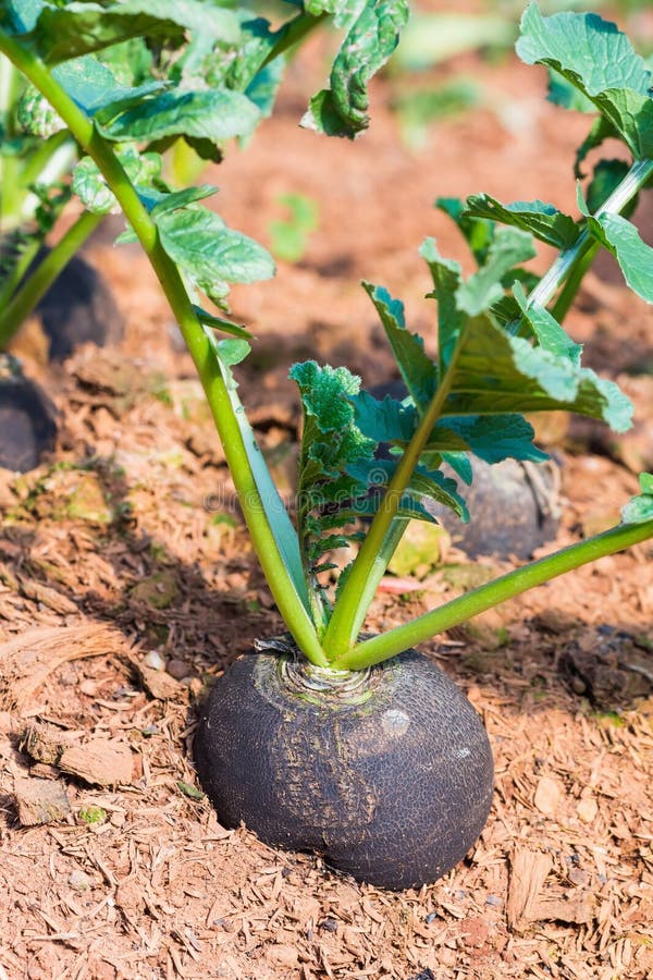 Beetroot plantation stock photo. Image of health, farm - 29684540