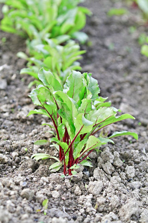 Vegetable Garden: Beet Plants Stock Photo - Image of growing, baby ...