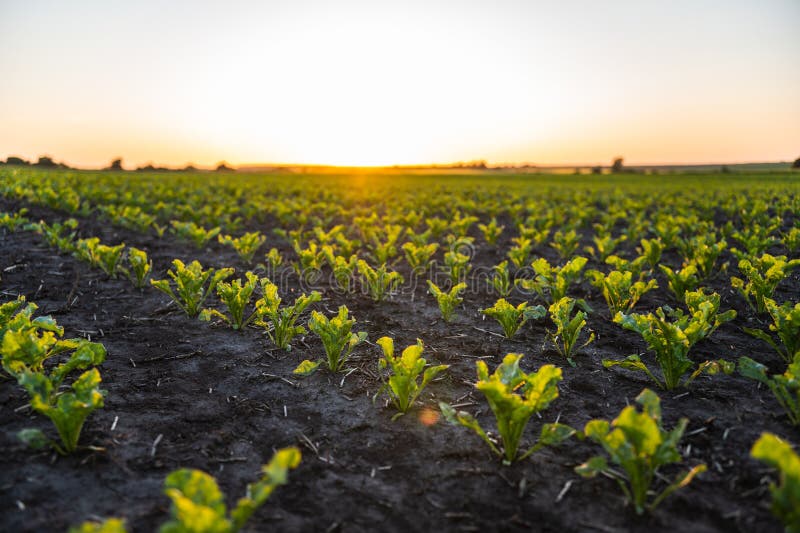 Beetroot Plants Growing in the Field, Plantation. Cultivation of the ...