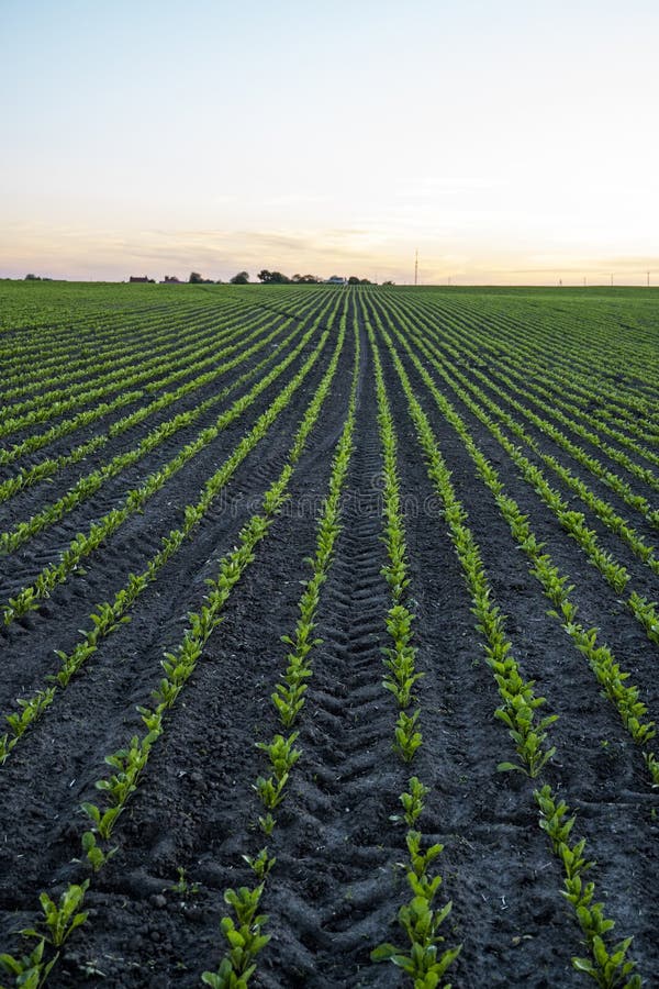 Beetroot Plants Growing In A Row On Agricultural Field Row Of Green