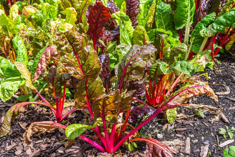 Beetroot Plants in a Vegetable Garden Stock Photo - Image of seedling ...