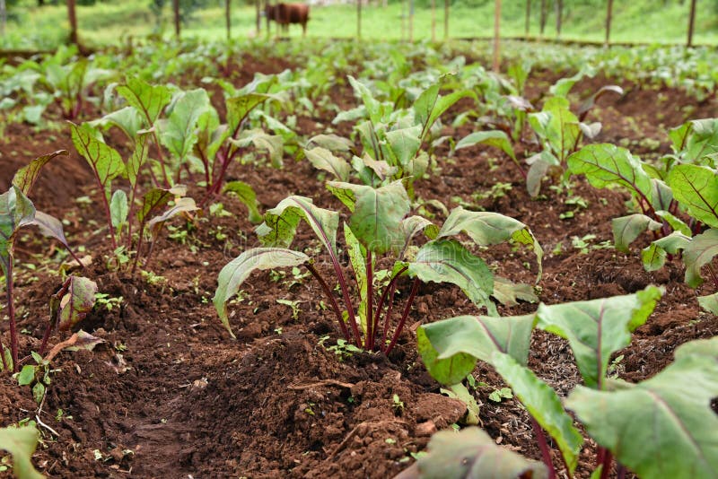 Beetroot or Red Beet Plant in Production Farm Stock Photo - Image of ...